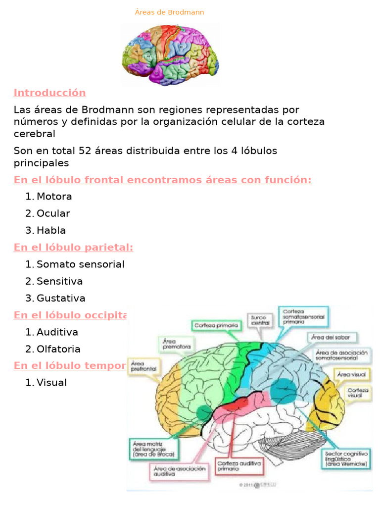 Funciones de las Áreas de Brodmann | PDF | Lóbulo frontal | Lóbulo temporal