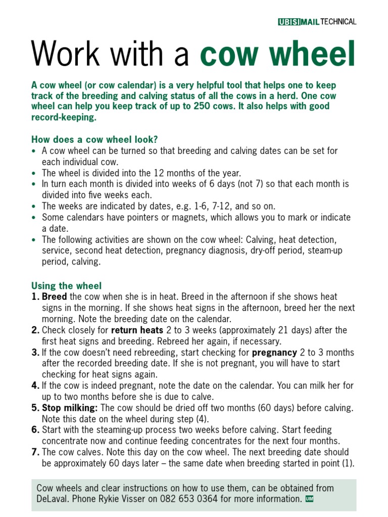 Cow Wheel: Breeding and Calving Guide | PDF | Herbivorous Animals | Cattle
