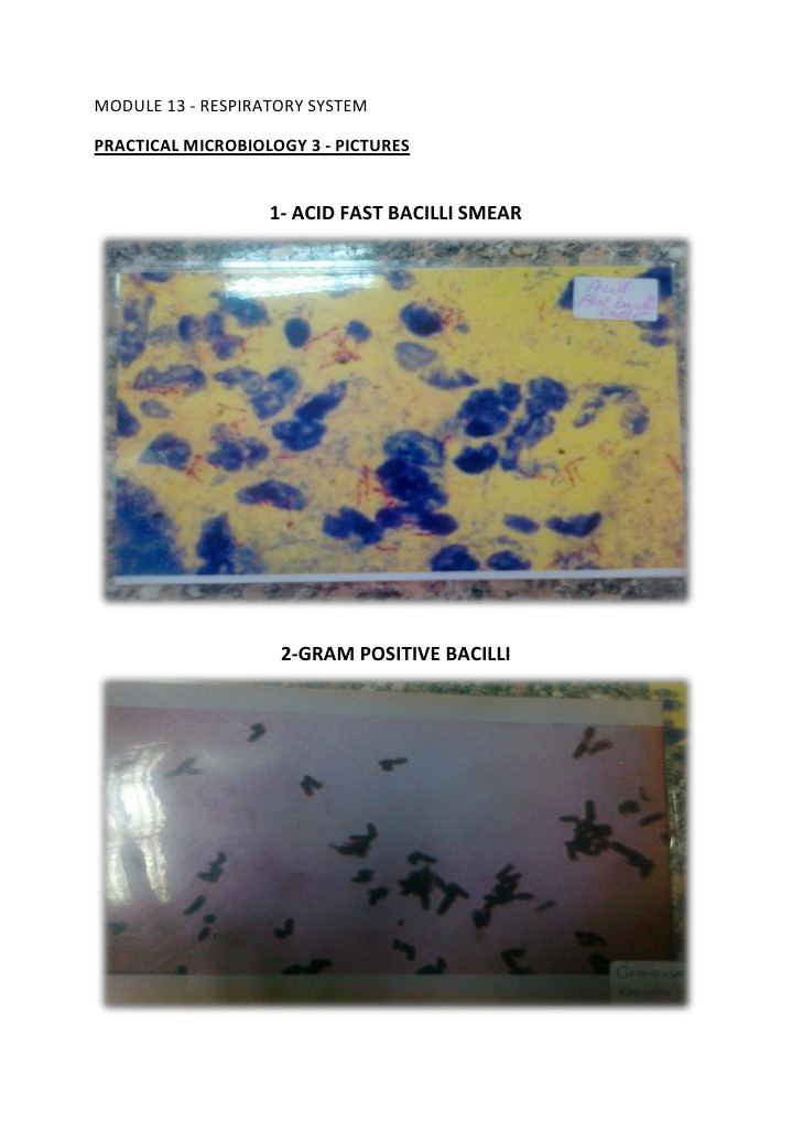 Practical Microbiology 3 - Pictures | PDF