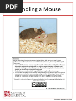 Basic Mouse Handling Techniques Guide | PDF | Injection (Medicine ...