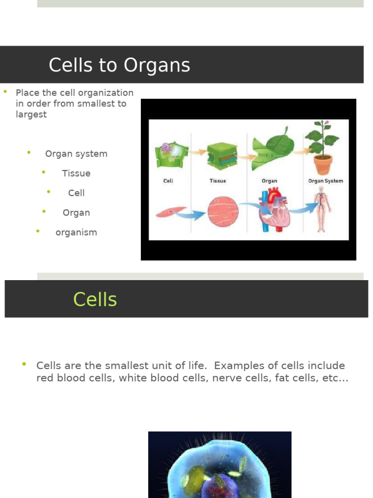 Understanding Cells to Organ Systems | PDF | Muscle | Human Body