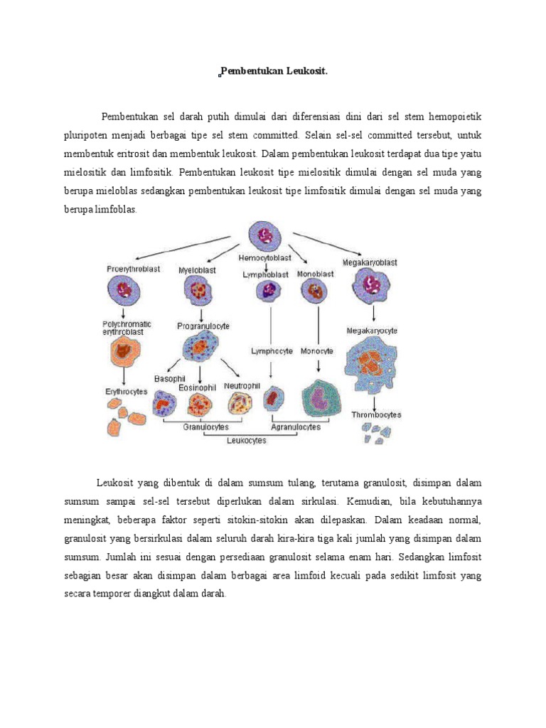 Pembentukan Leukosit | PDF