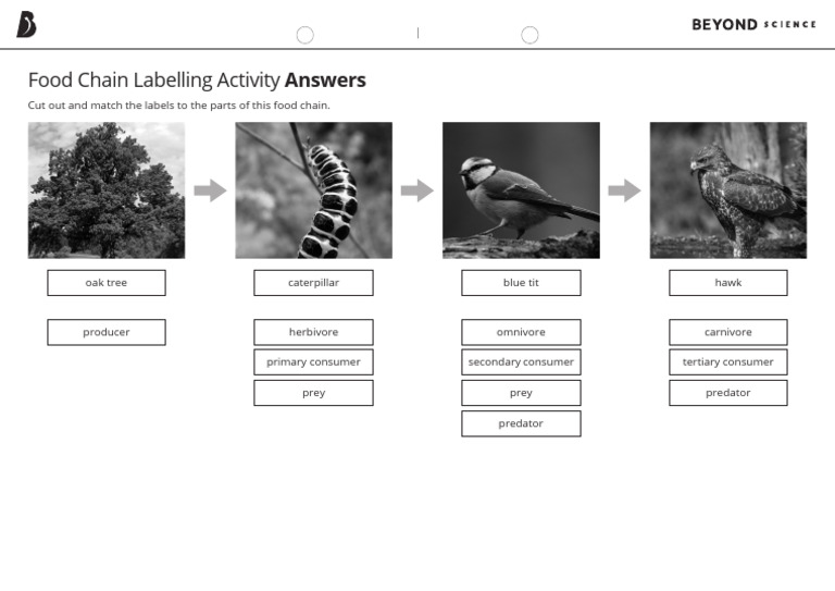 Food Chain Labelling Activity Sheet - Answers | PDF