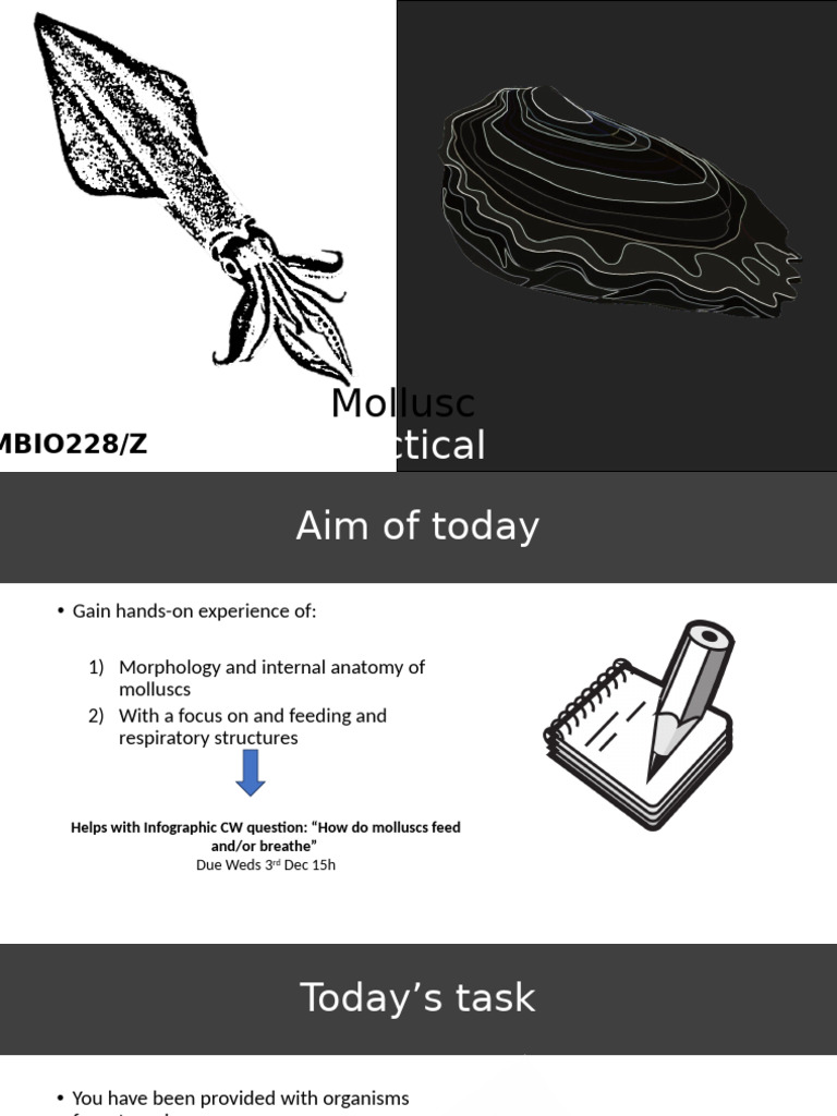 Practical 1 Mollusc Anatomy | PDF | Bivalvia | Mollusca