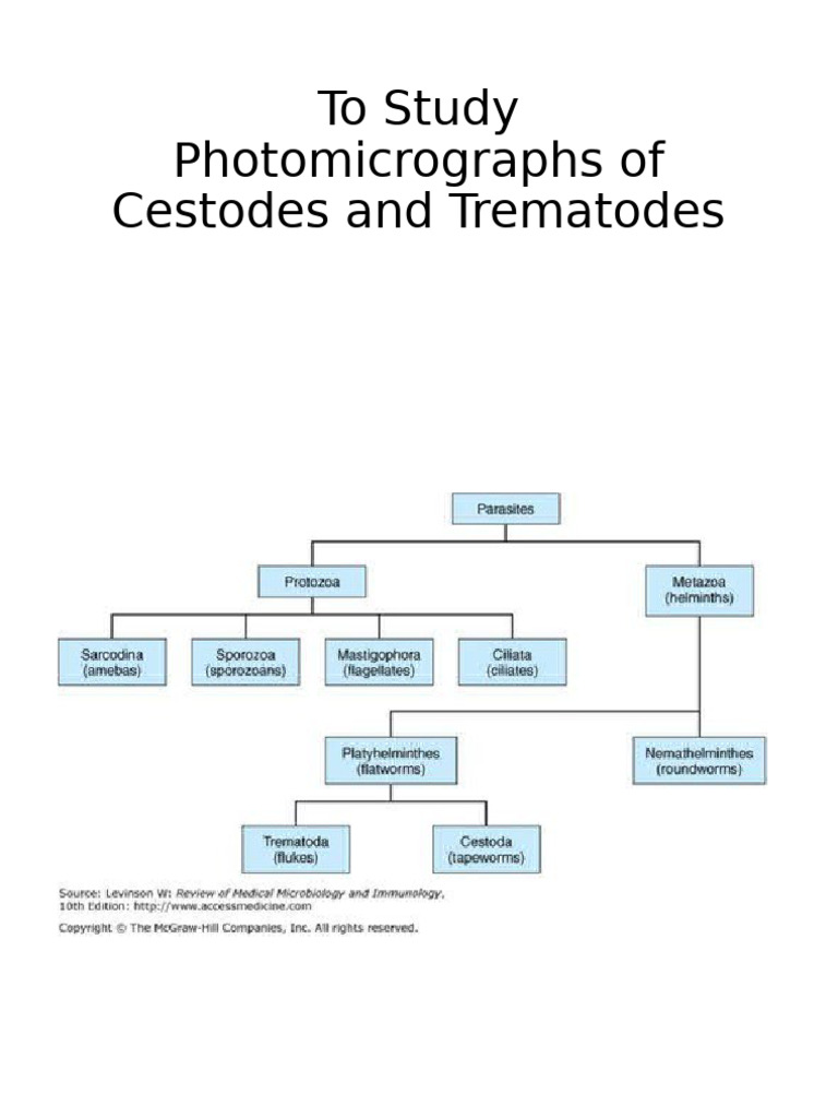 Cestodes and Trematodes: Features & Cases | PDF | Medical Specialties ...