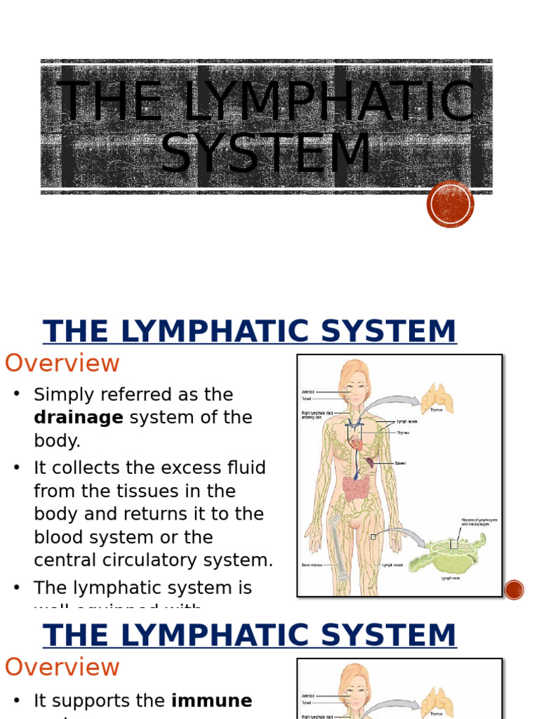 The Lymphatic System | PDF | Lymphatic System | Lymph