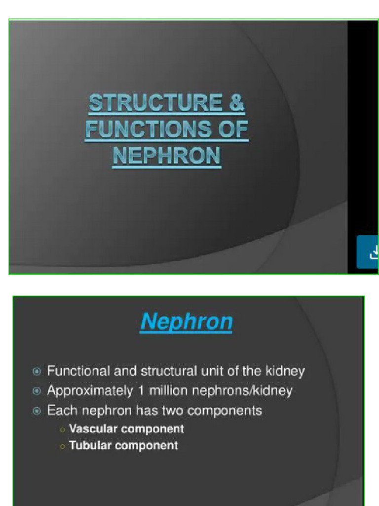 Structure of Nephron | PDF