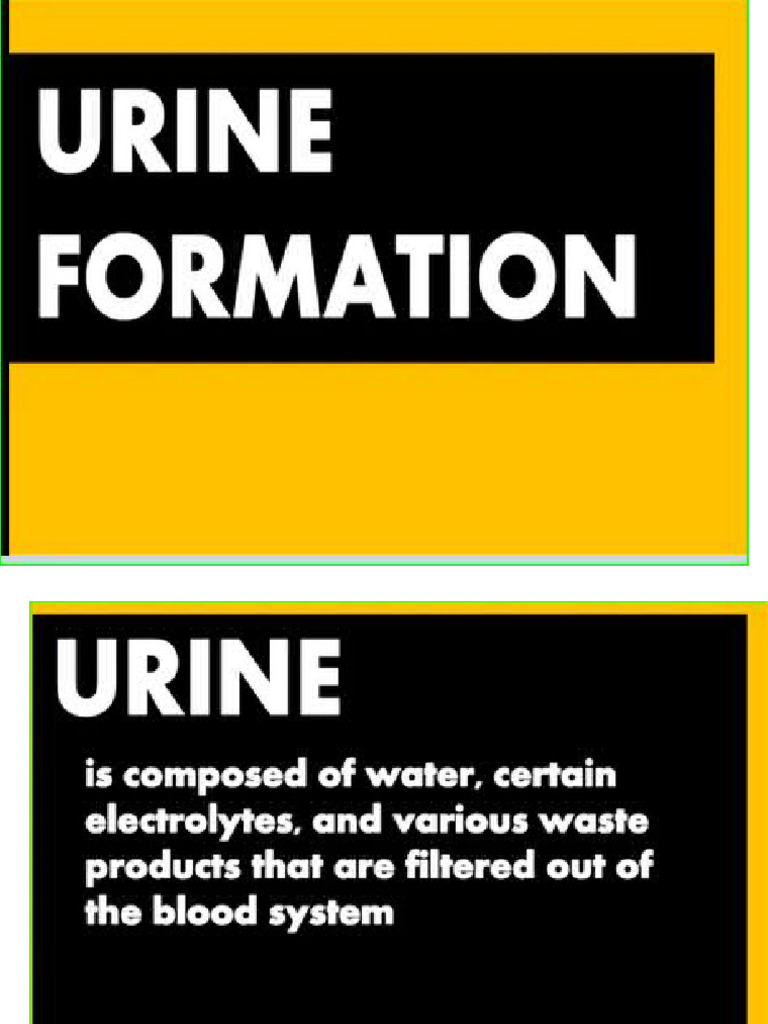 Urine Formation Steps | PDF
