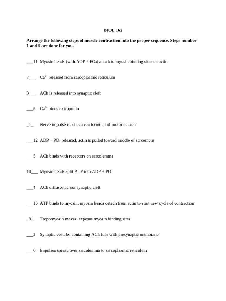 Muscle Contraction Sequence Steps | PDF