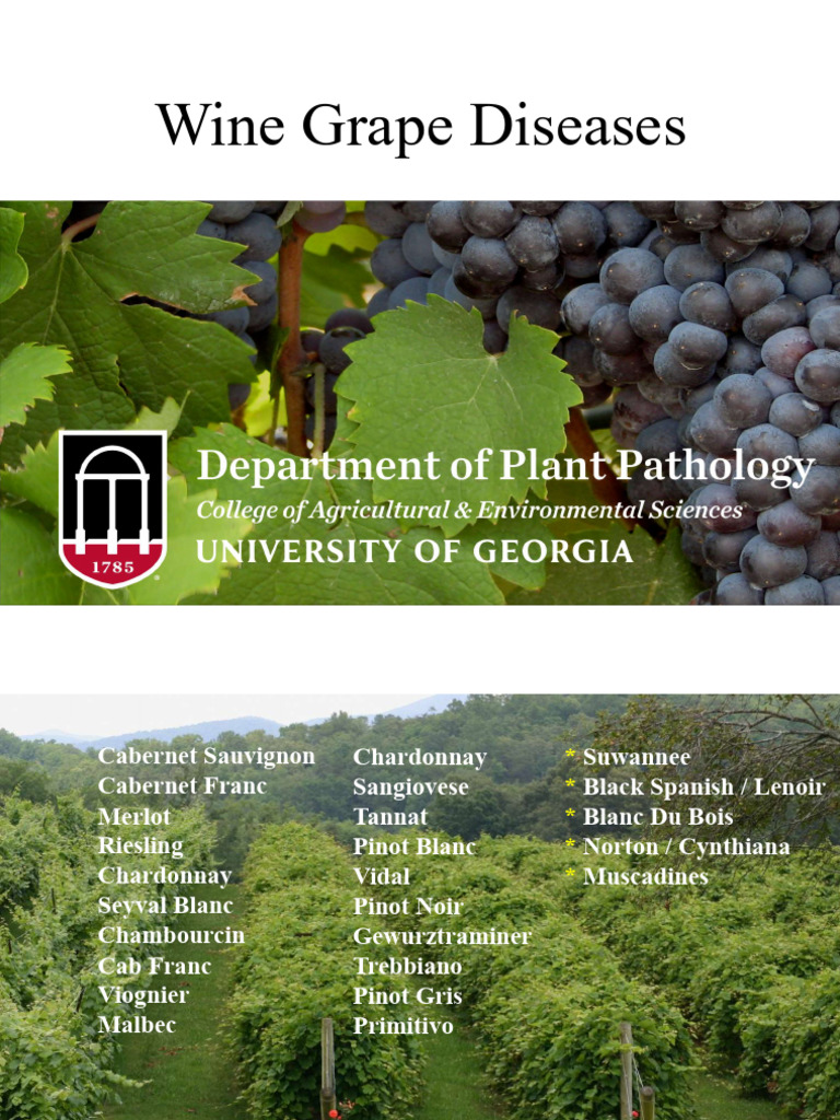 Wine Grape Diseases New Growers | PDF | Grape | Viticulture