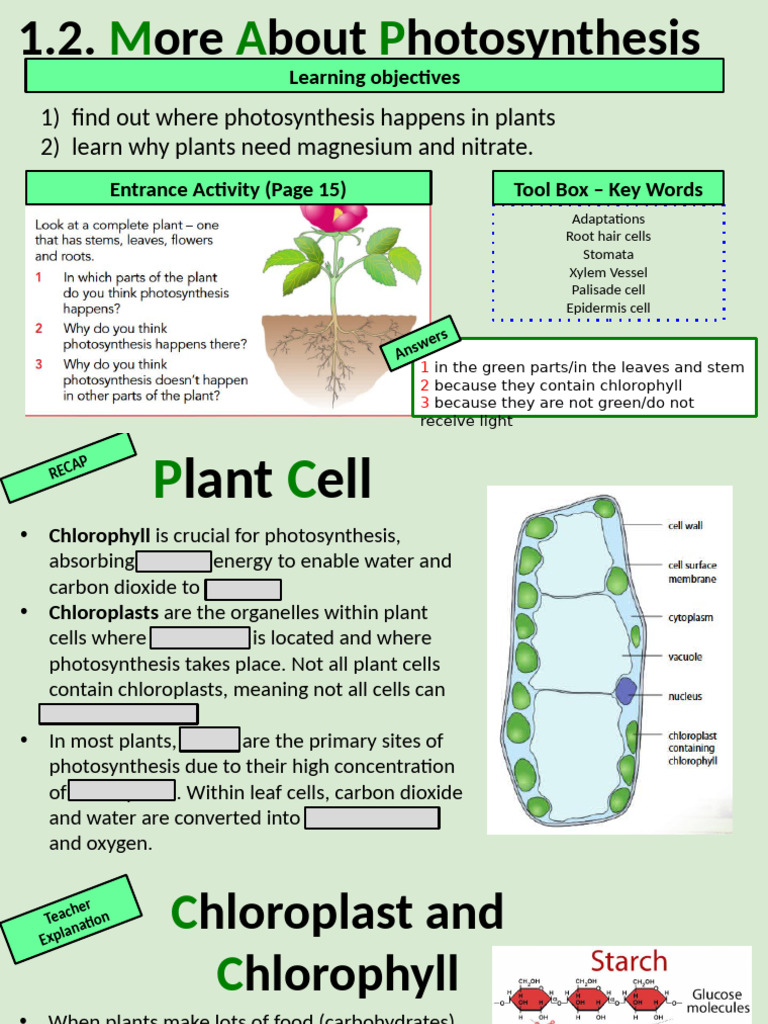 1.2. More About Photosynthesis (Student) | PDF