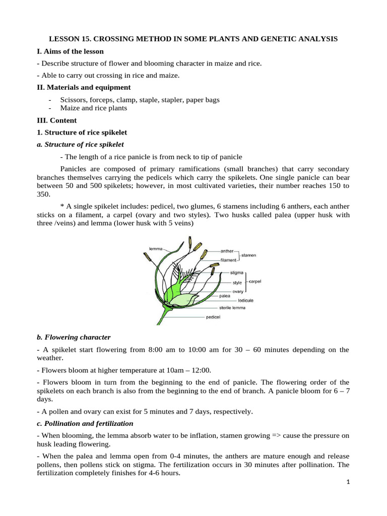 Rice and Maize Crossing Methods Explained | PDF | Flowers | Pollination