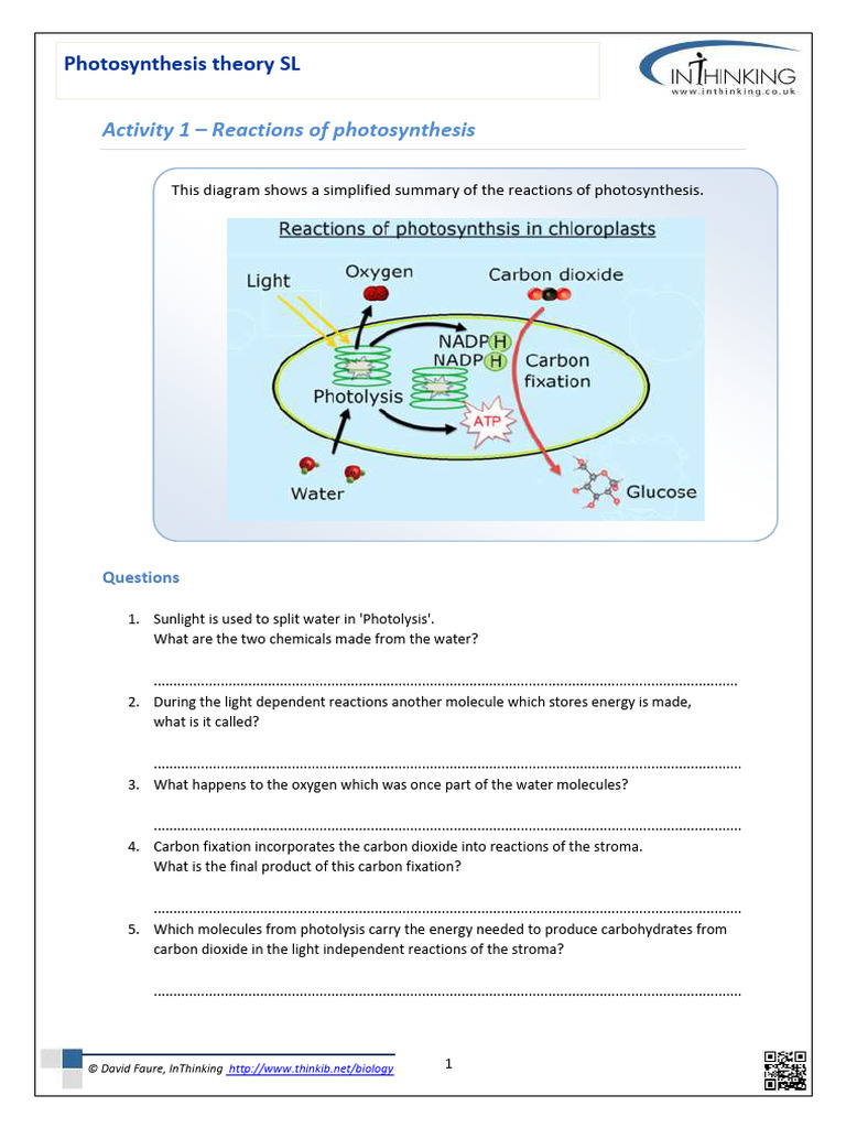 Photosynthesis Theory Ss | PDF