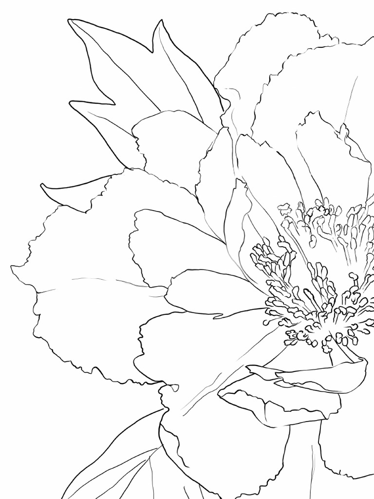 Printable A4 Sheets Outline Drawing PDF | PDF