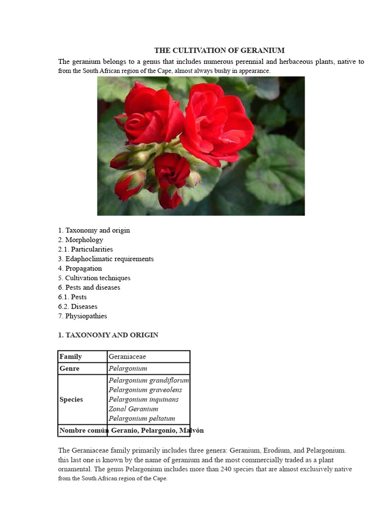 Geranium Cultivation Guide: Techniques & Care | PDF | Sowing | Leaf