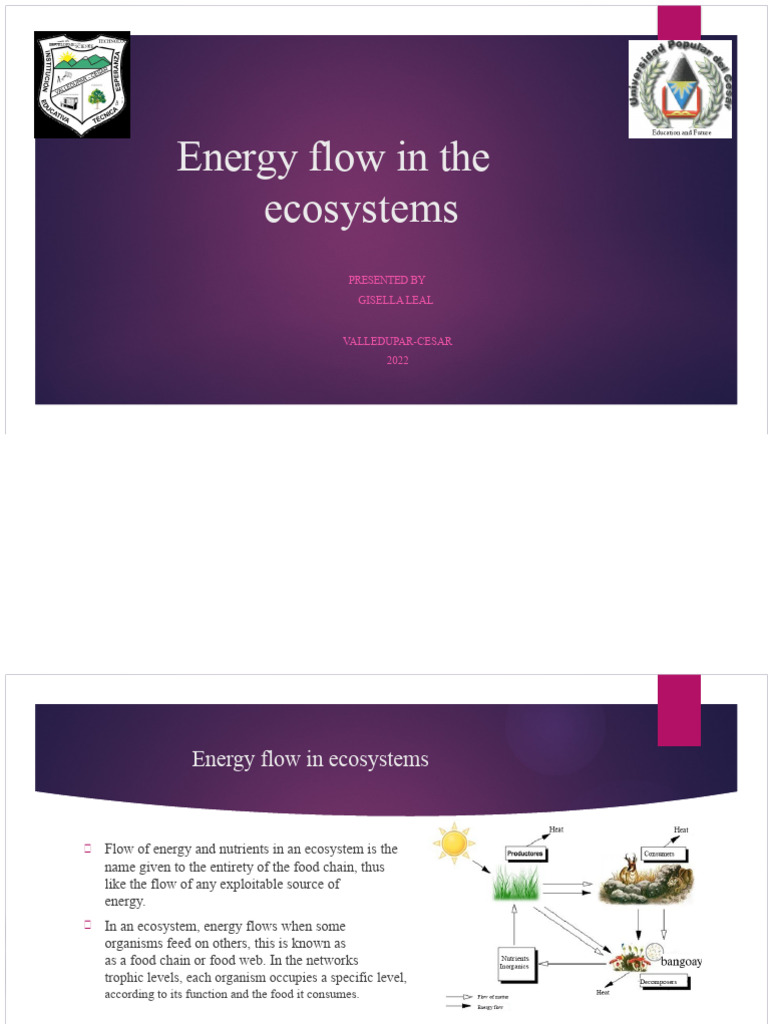 Energy Flow in Ecosystems Explained | PDF