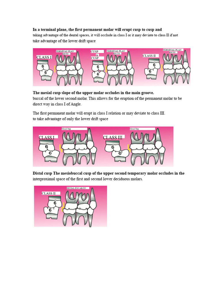 Straight Terminal Plane The First Molar | PDF