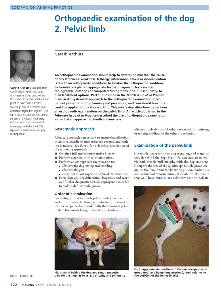 Orthopaedic Examination of Dogs' Pelvic Limb | PDF | Hip | Anatomical ...