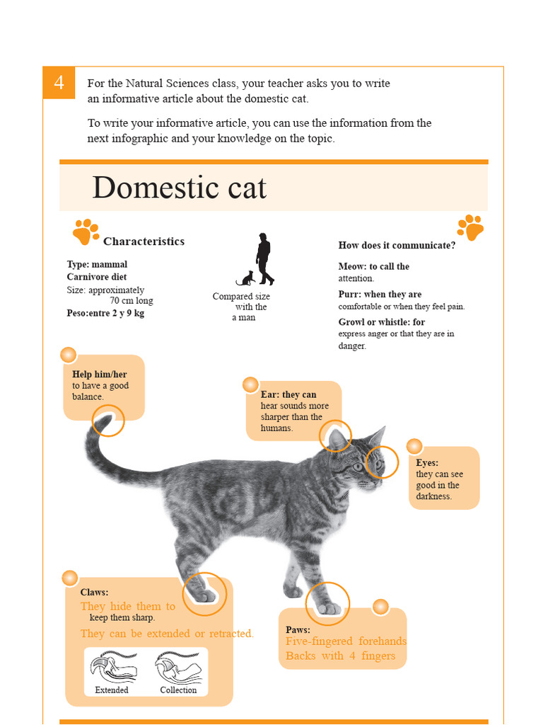 Informative Guide on Domestic Cats | PDF | Cats | Human Communication