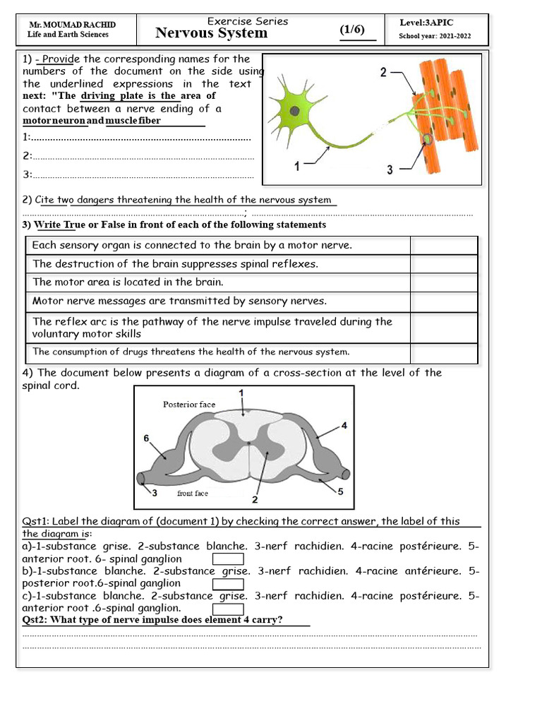 Nervous System Exercises for 3APIC | PDF | Central Nervous System ...