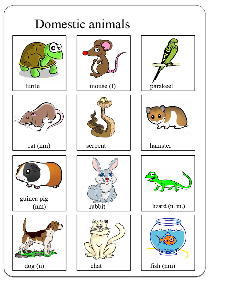 The Animals Visual Dictionary - 46416 | PDF
