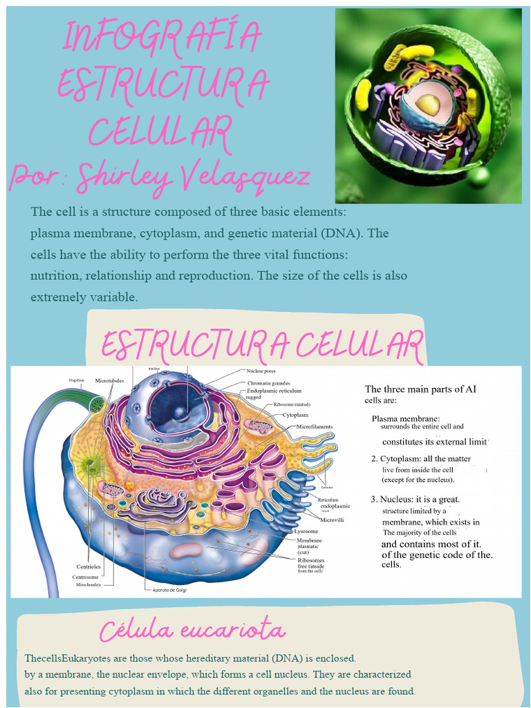 Cellular Structure Infographic | PDF