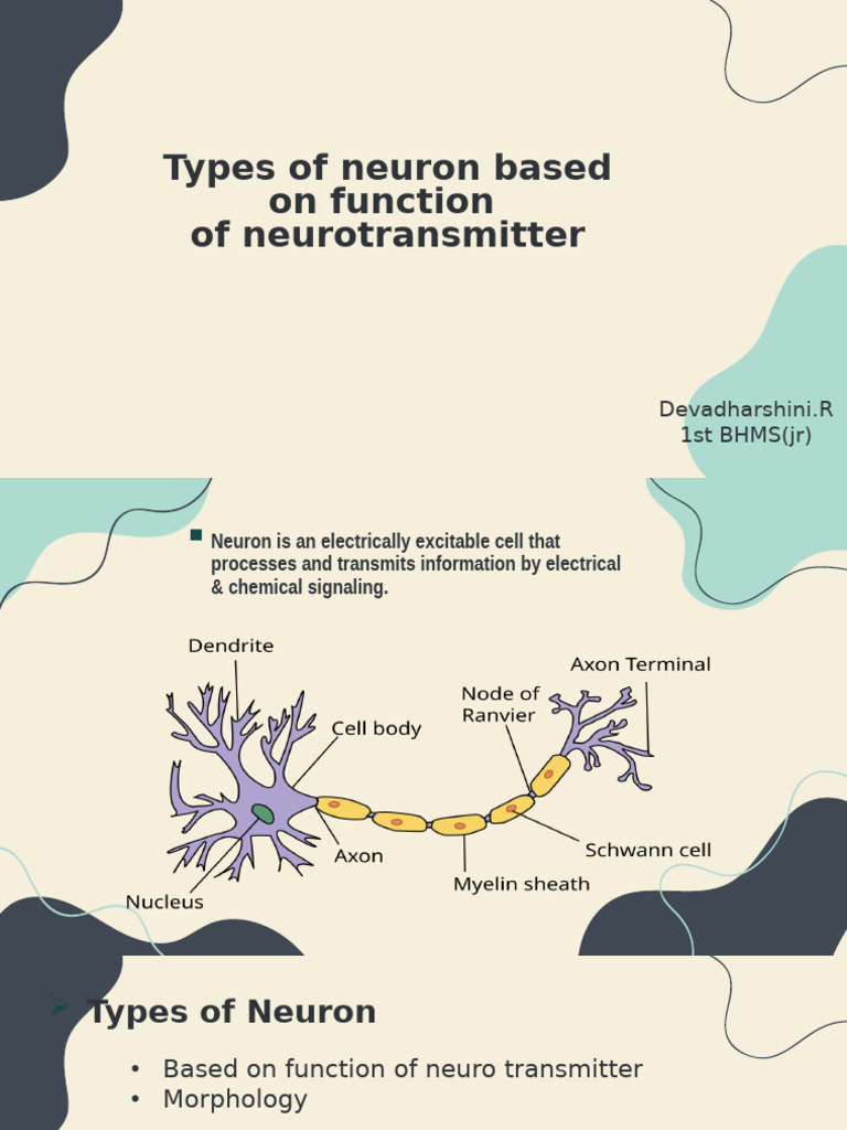 Types of Neurons by Function and Neurotransmitter | PDF | Neuron ...