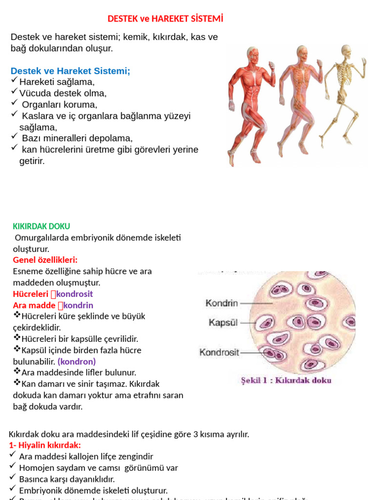 Destek Ve Hareket | PDF