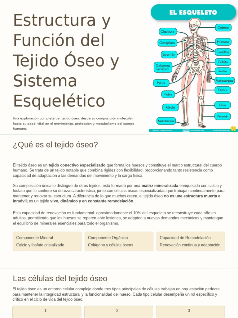 Sistema óseo - esquelético | PDF | Hueso | La matriz extracelular