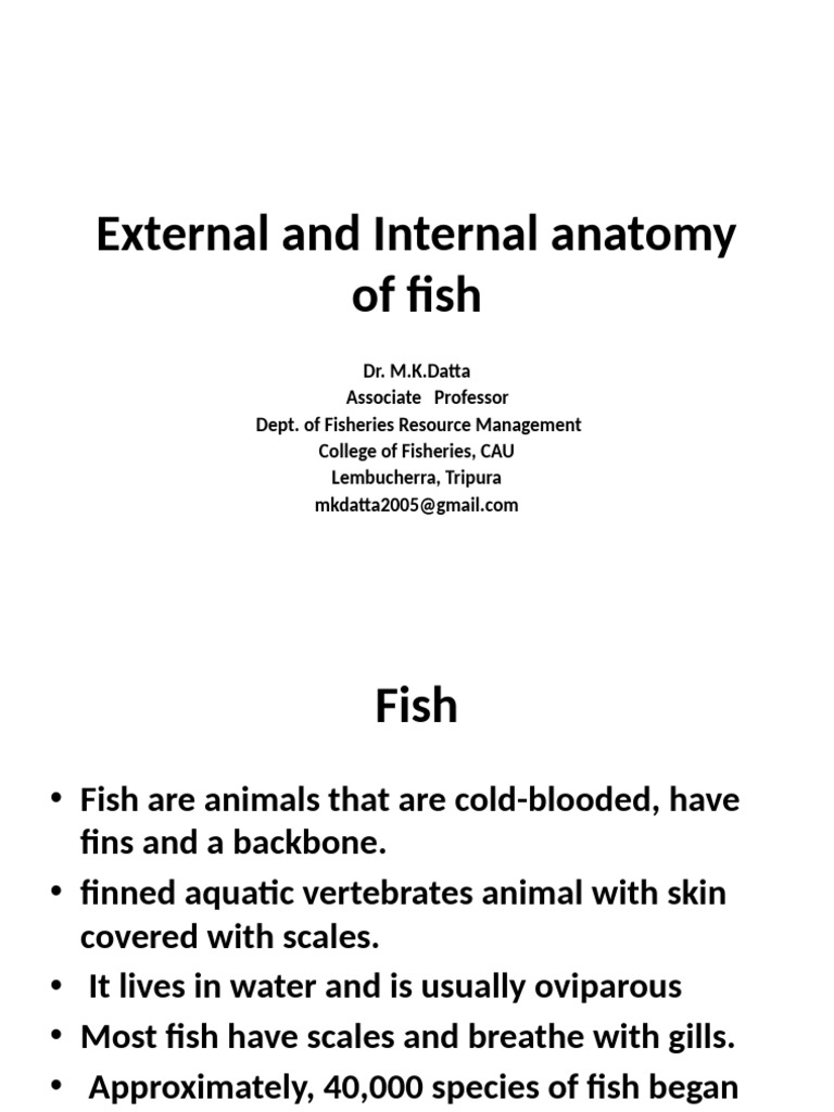External and Internal anatomy of fish | PDF | Stomach | Eye