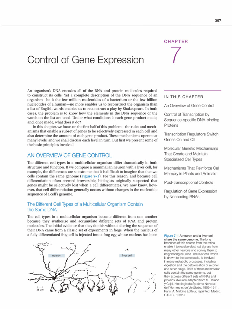 Control of Gene Expression MB of The Cell ED 7 | PDF