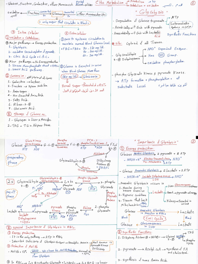 Lecture 6 - CHO Metabolism 1 | PDF