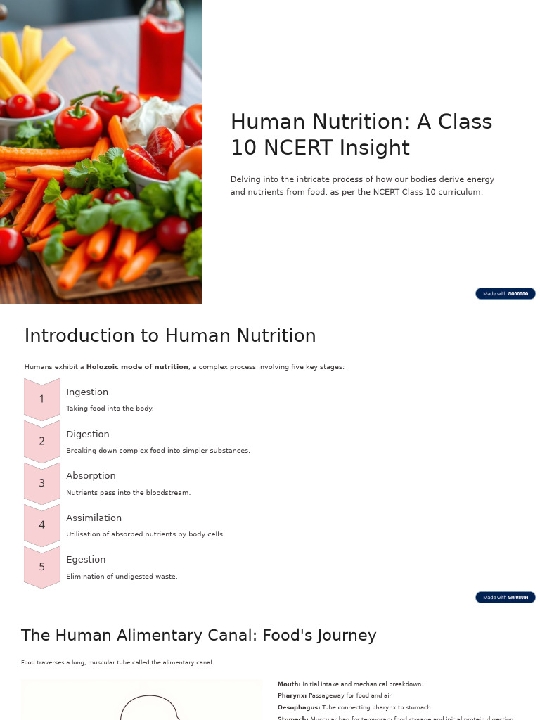 Human Nutrition a Class 10 NCERT Insight | PDF | Digestion | Pancreas