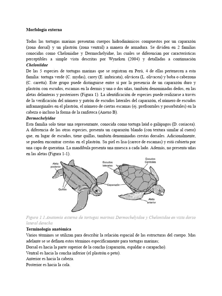 Tortugas Marinas | PDF | Corazón | Esqueleto