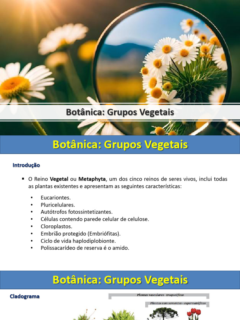Reino Vegetal | PDF | Plantas | Semente