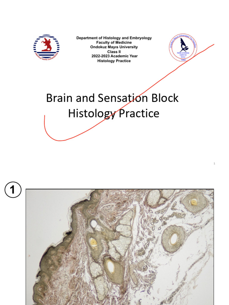 Brain Block Histology-1 | PDF | Skin | Tissue (Biology)