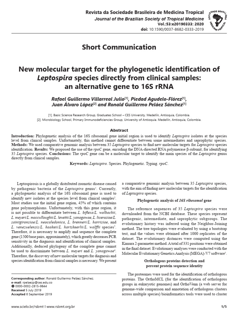 Phylogenetic and Identification of Leptospira | PDF | 16 S Ribosomal ...