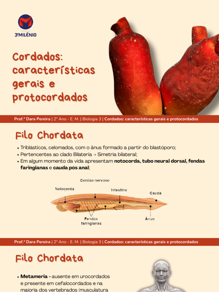Características dos Cordados e Protocordados | PDF | Vertebrados | Cordados