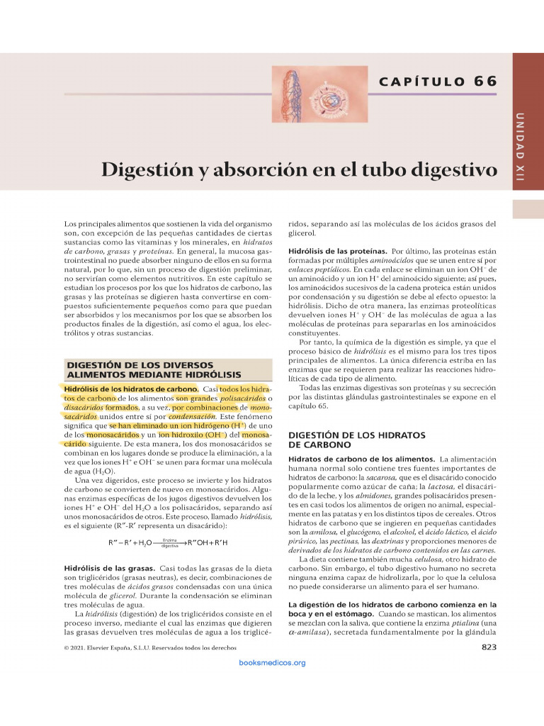 Digestión y Absorción Intestino | PDF