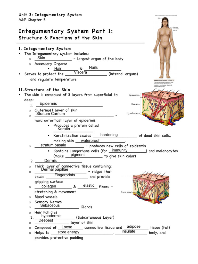 Integumentary System Part 1 Fill-In Kd15 | PDF | Integumentary System ...
