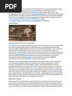 Rodent Skull Identification Guide | PDF | Tooth | Rodent