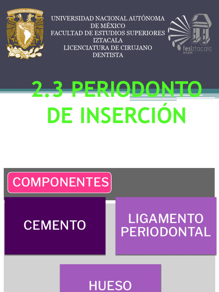 Estructura y Función del Cemento Radicular | PDF | Anatomia dental ...