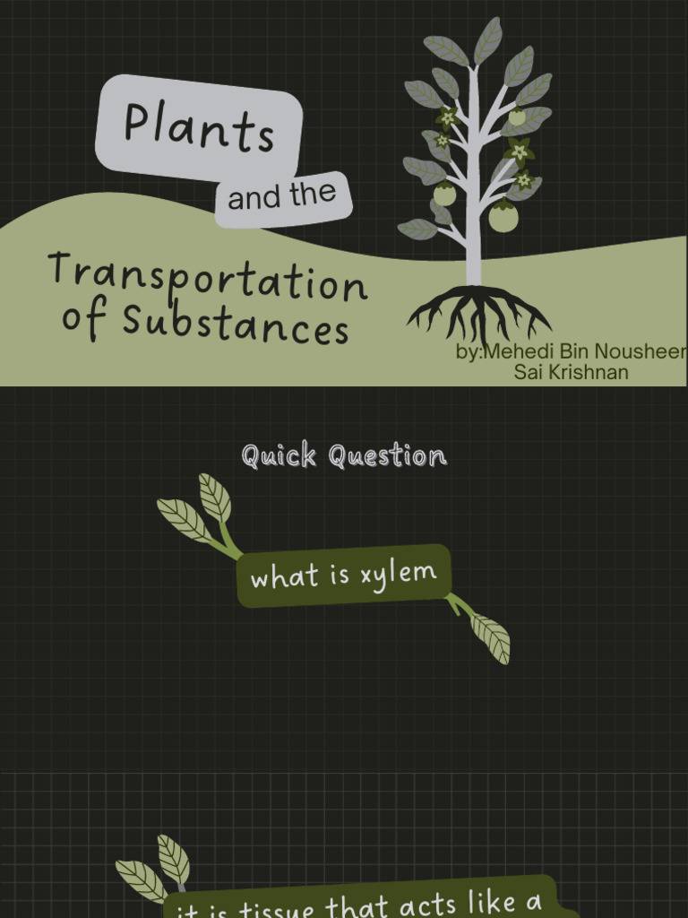 Plants and Their Systems Science Presentation | PDF | Stoma | Leaf