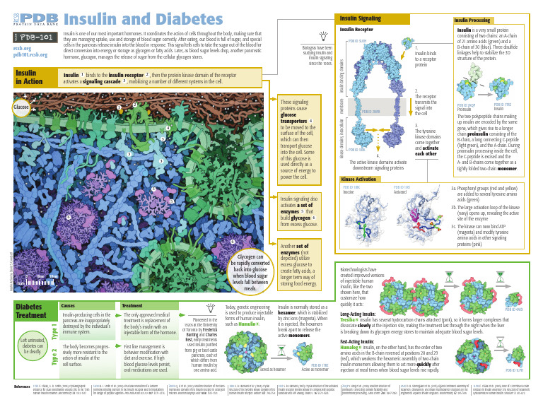 Insulin and Diabetes Poster | PDF | Insulin | Biochemistry