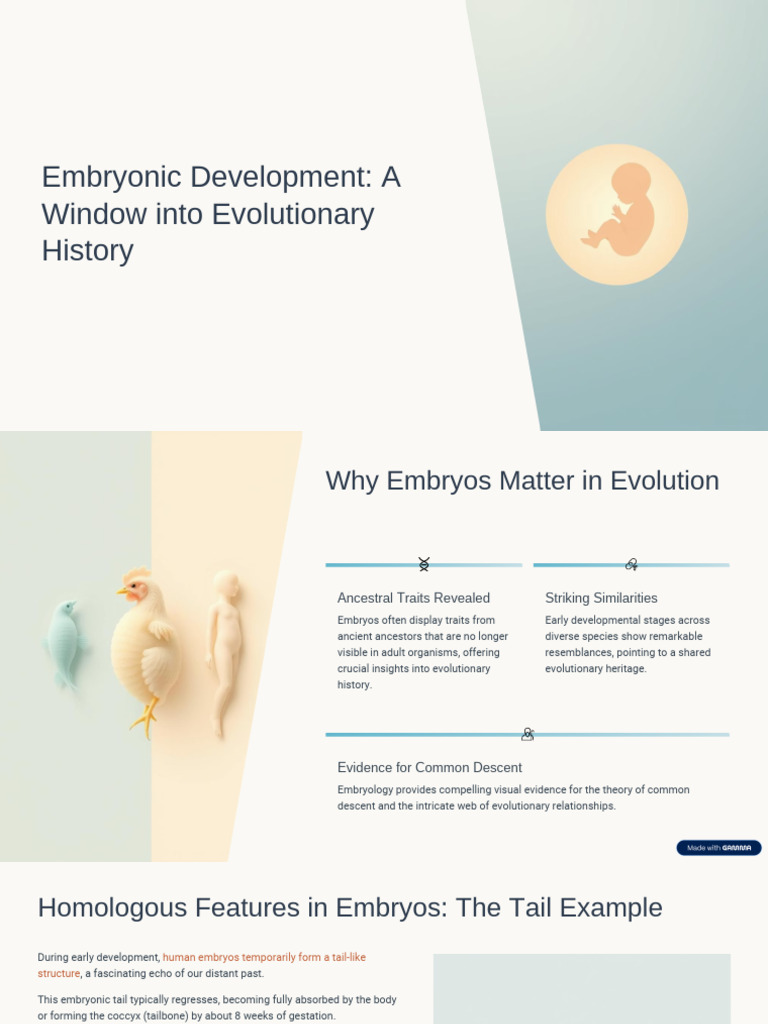Embryonic Development A Window Into Evolutionary History - PPTX ...