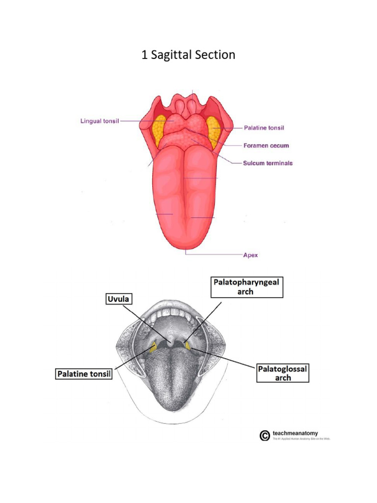 ?photos For Anatomy CheckList | PDF