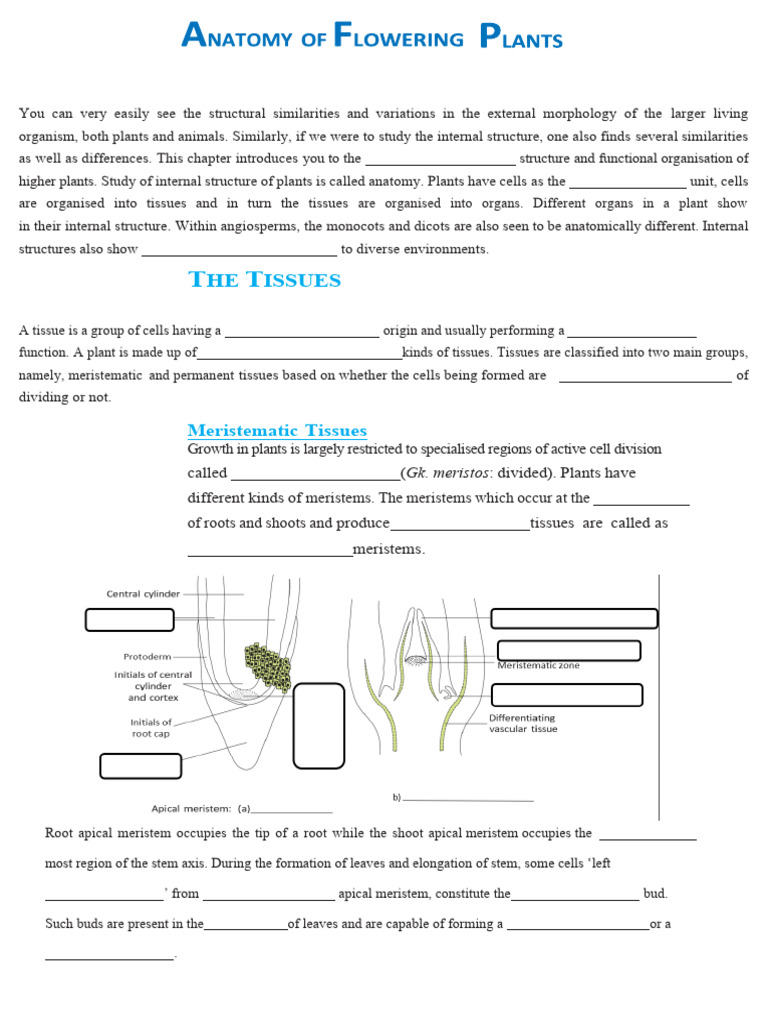 Plant Tissue Structure and Functions | PDF | Leaf | Tissue (Biology)