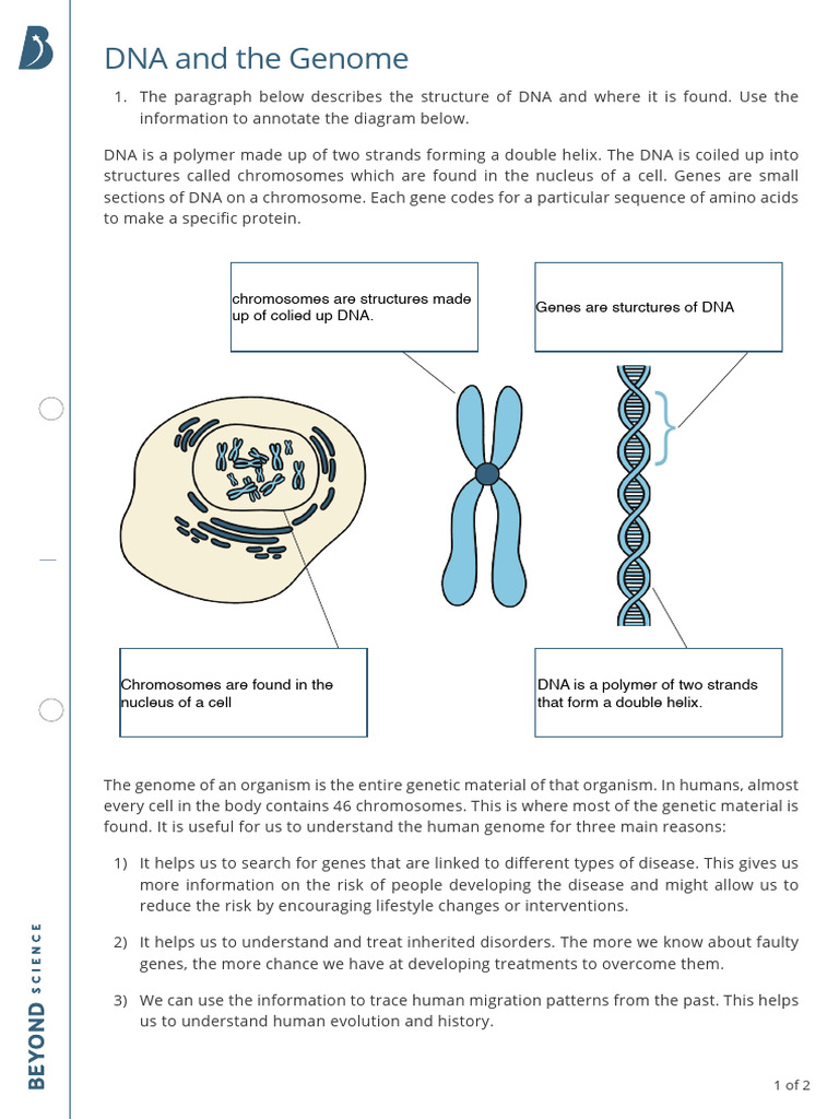 DNA and The Genome Worksheet | PDF