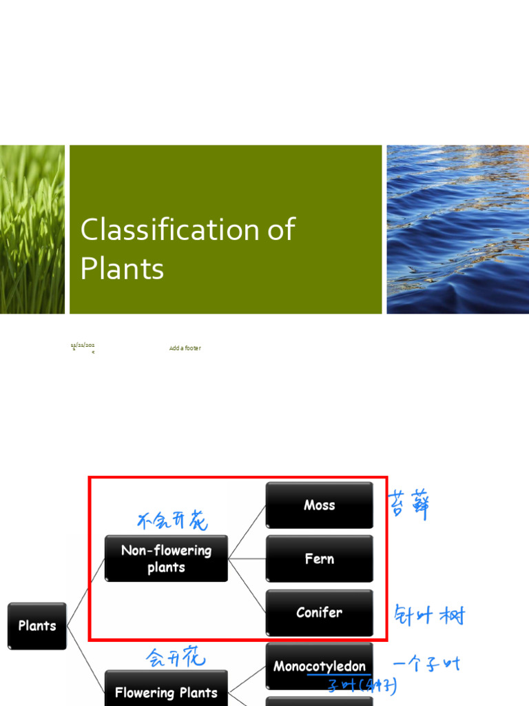 Plant Classification: Flowering vs Non-Flowering | PDF