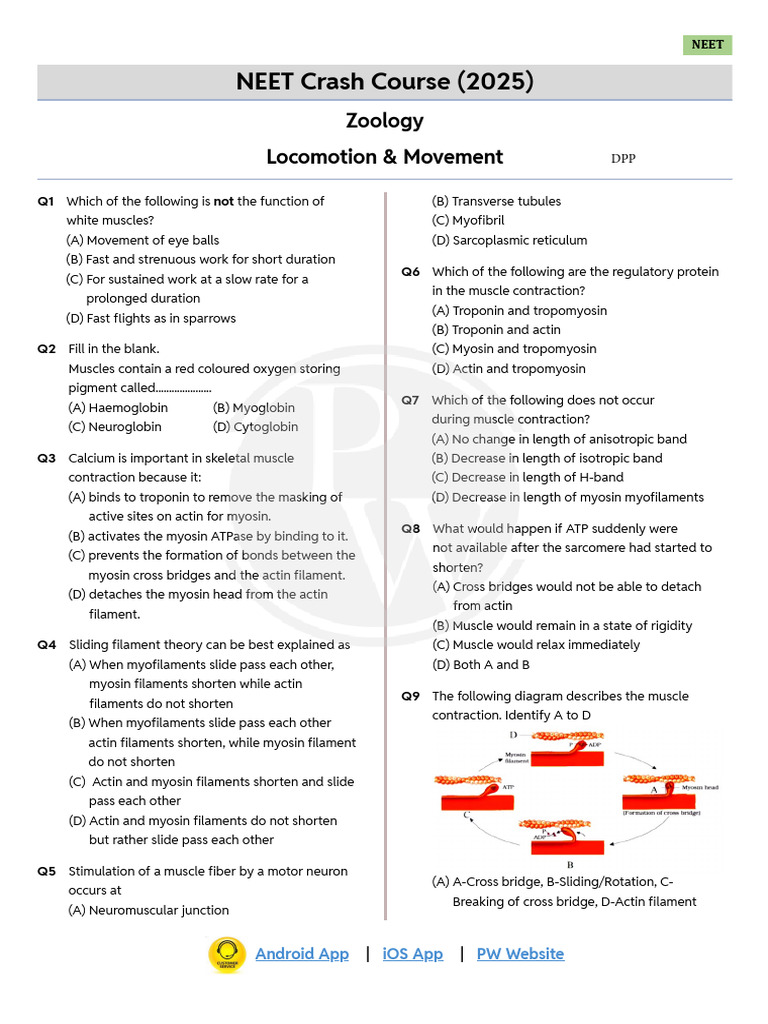 NEET 2025 Muscle Contraction Quiz | PDF | Muscle Contraction | Skeletal ...